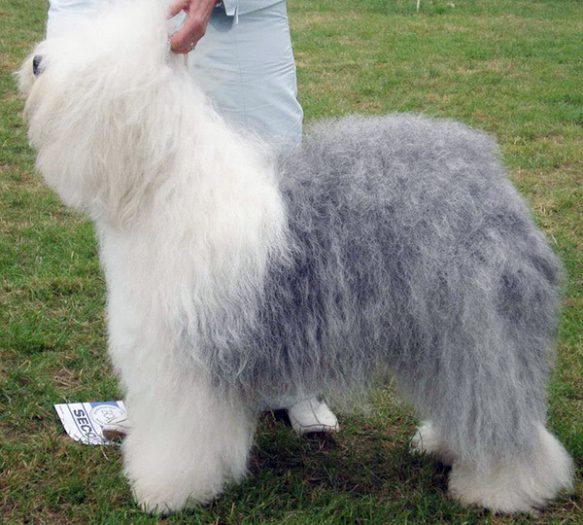Zottels Made in Heaven | Old English Sheepdog Database