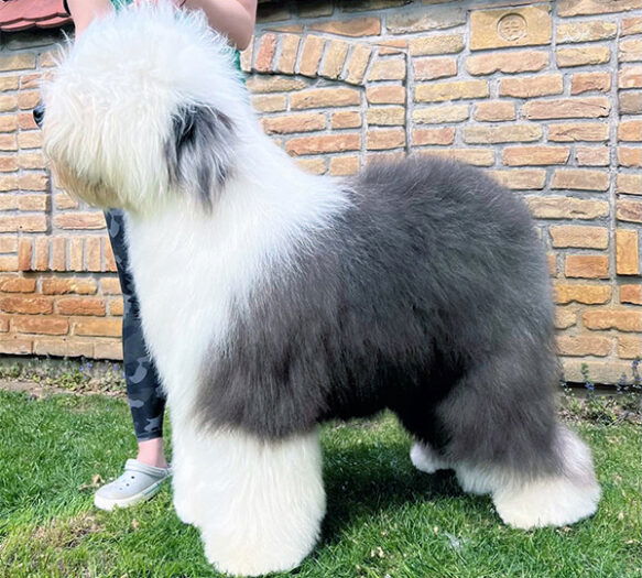 Bottom Shaker Let’s Do It Again | Old English Sheepdog Database