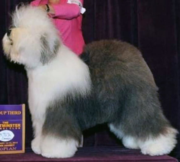 Bugaboo's Dream Big With Bottom Shaker | Old English Sheepdog Database
