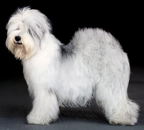 Callandra DEMABO | Old English Sheepdog Database