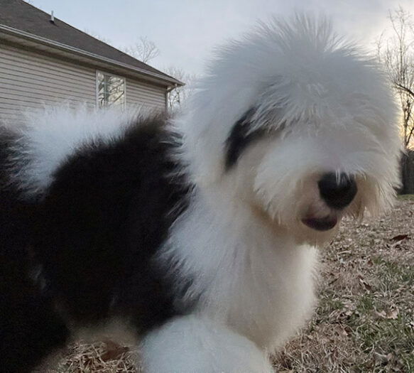 Charlie Prata Old Windmill | Old English Sheepdog Database