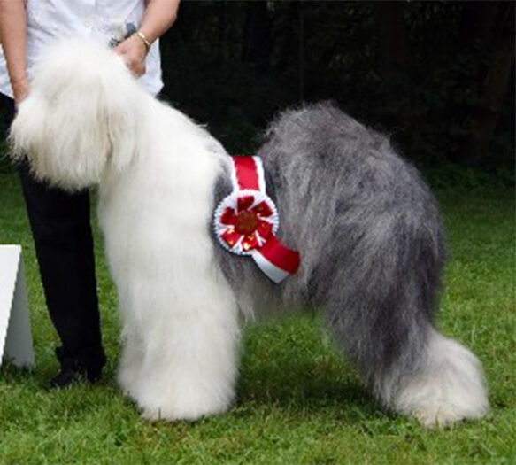 Duffy a Child Of Gwenhwyfar | Old English Sheepdog Database