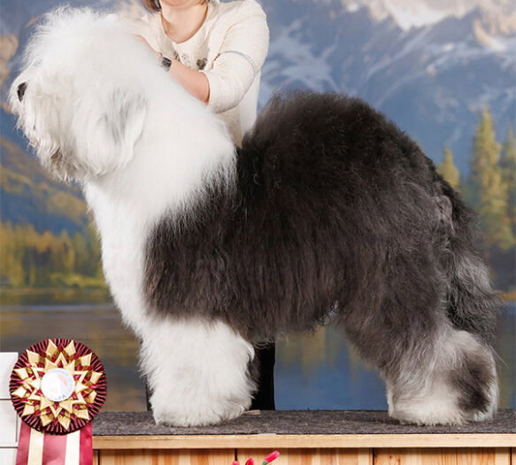 Furry Miracle Zigzag Zoomer | Old English Sheepdog Database