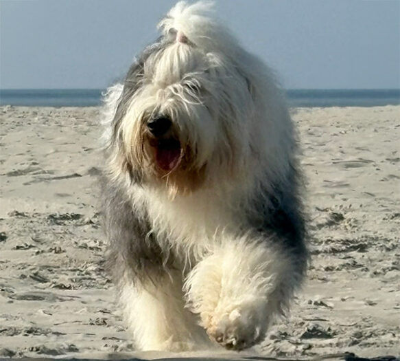 Gaia van het Nachtegaalspad | Old English Sheepdog Database