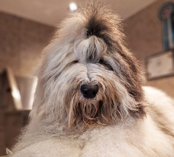 Nika van het Nachtegaalspad | Old English Sheepdog Database